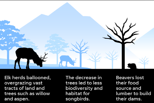 Wolves changed the River - Ensynox Organic Enzyme
