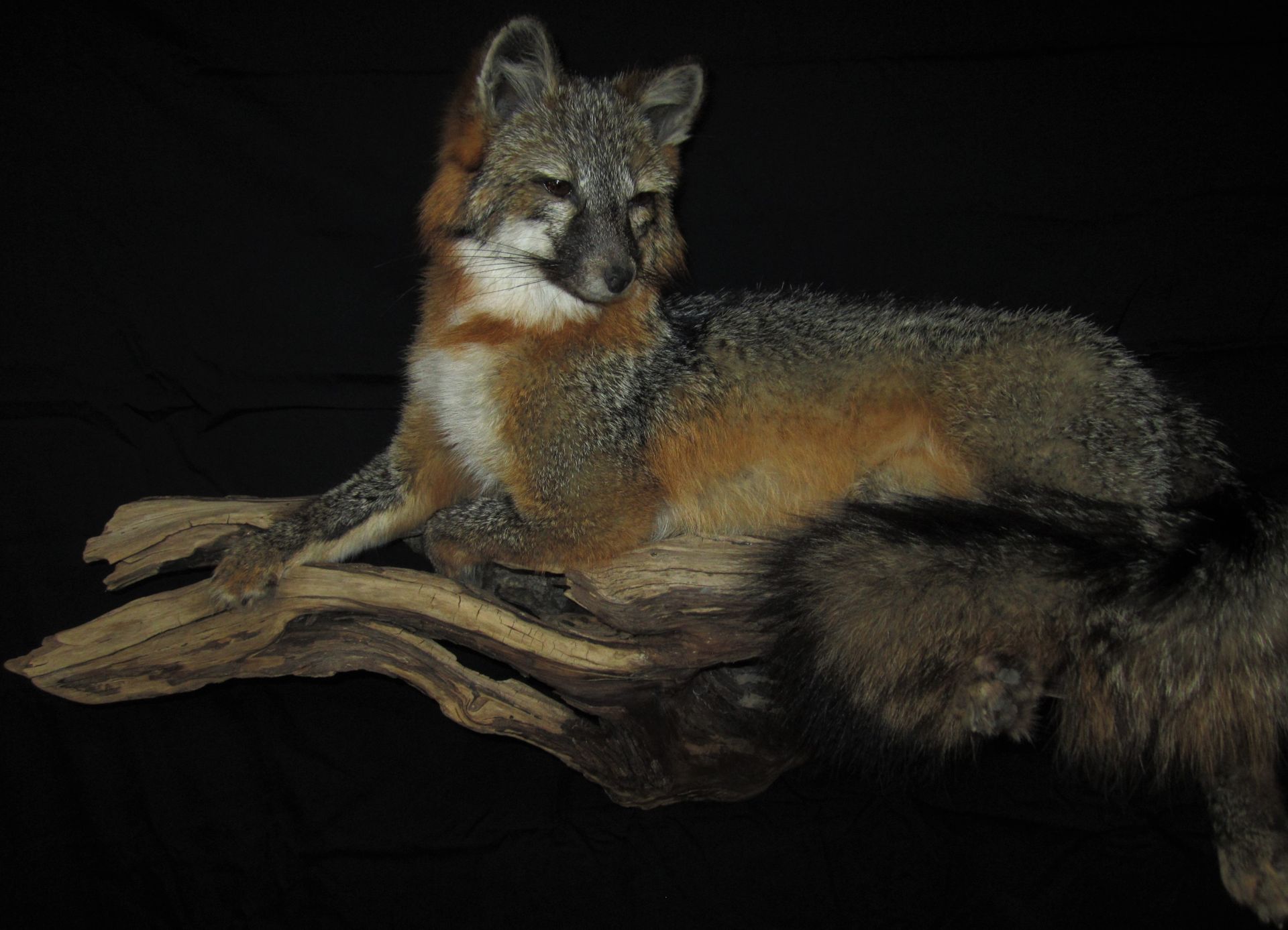 St. Pierre's Taxidermy Gallery of Life Size Mammals - St. Pierre's ...