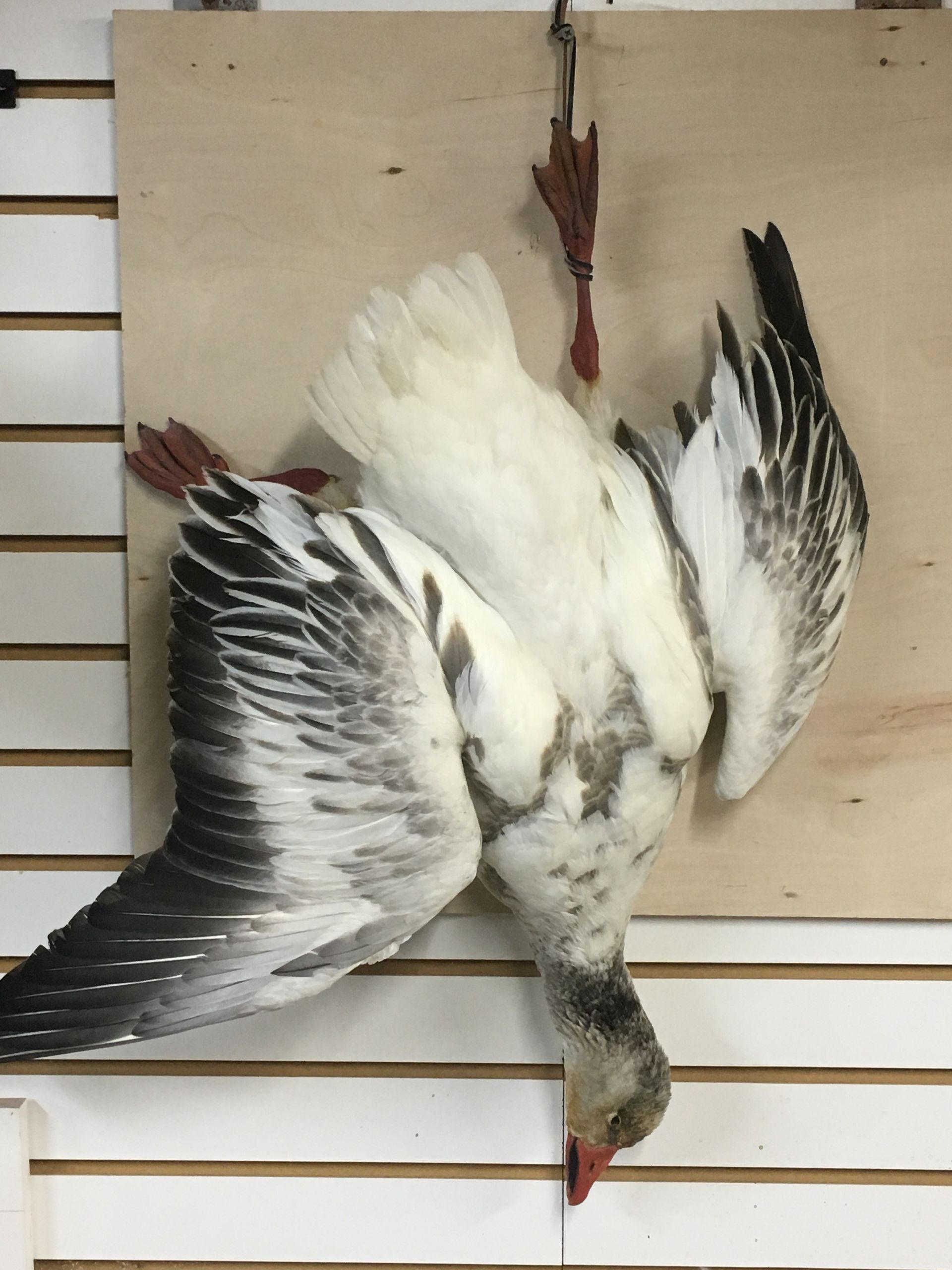 St. Pierre's Taxidermy Gallery of Bird M - St. Pierre's Taxidermy