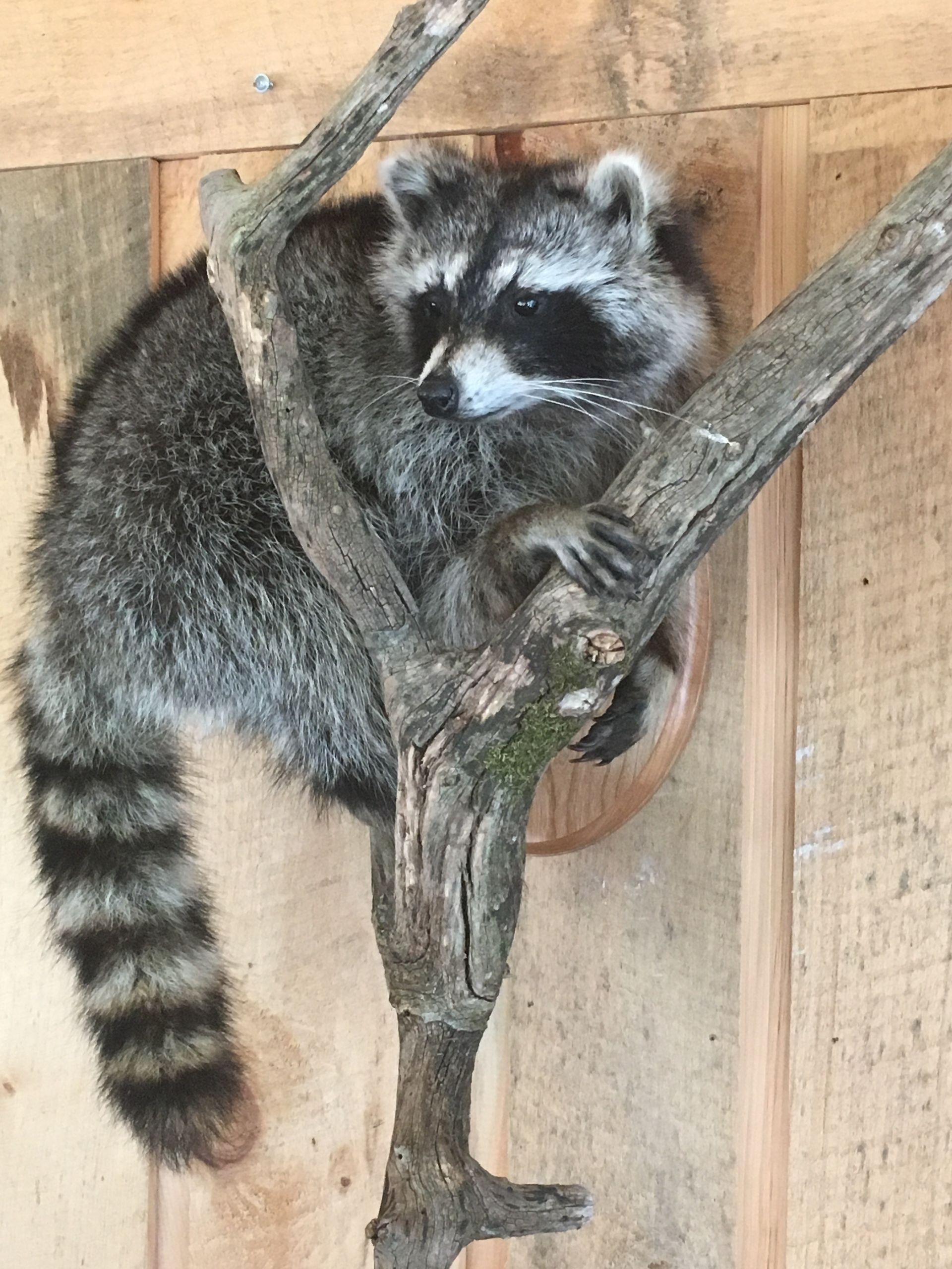St. Pierre's Taxidermy Gallery of Life Size Mammals - St. Pierre's ...