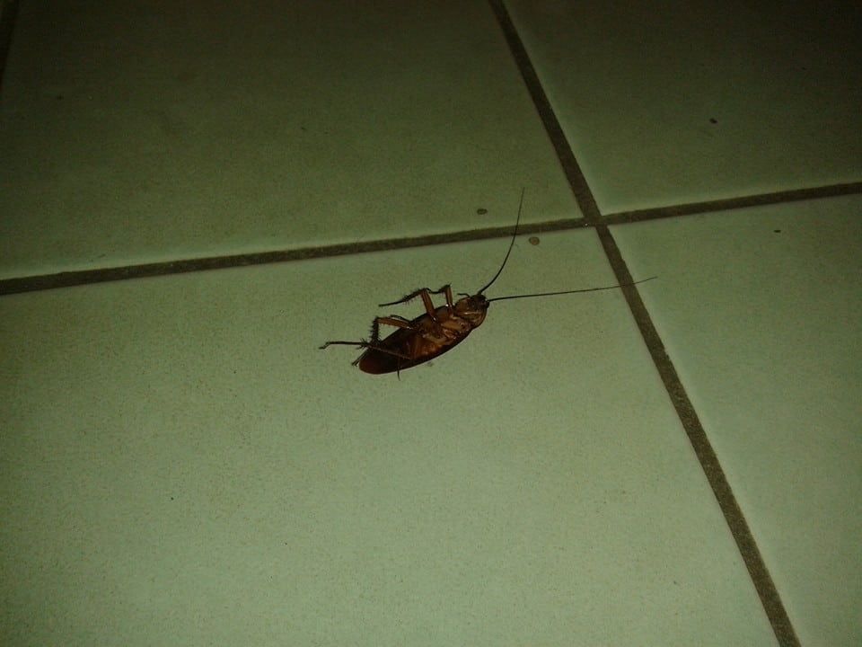 Natraspray Lismore | Termite and Pest Control in Lismore