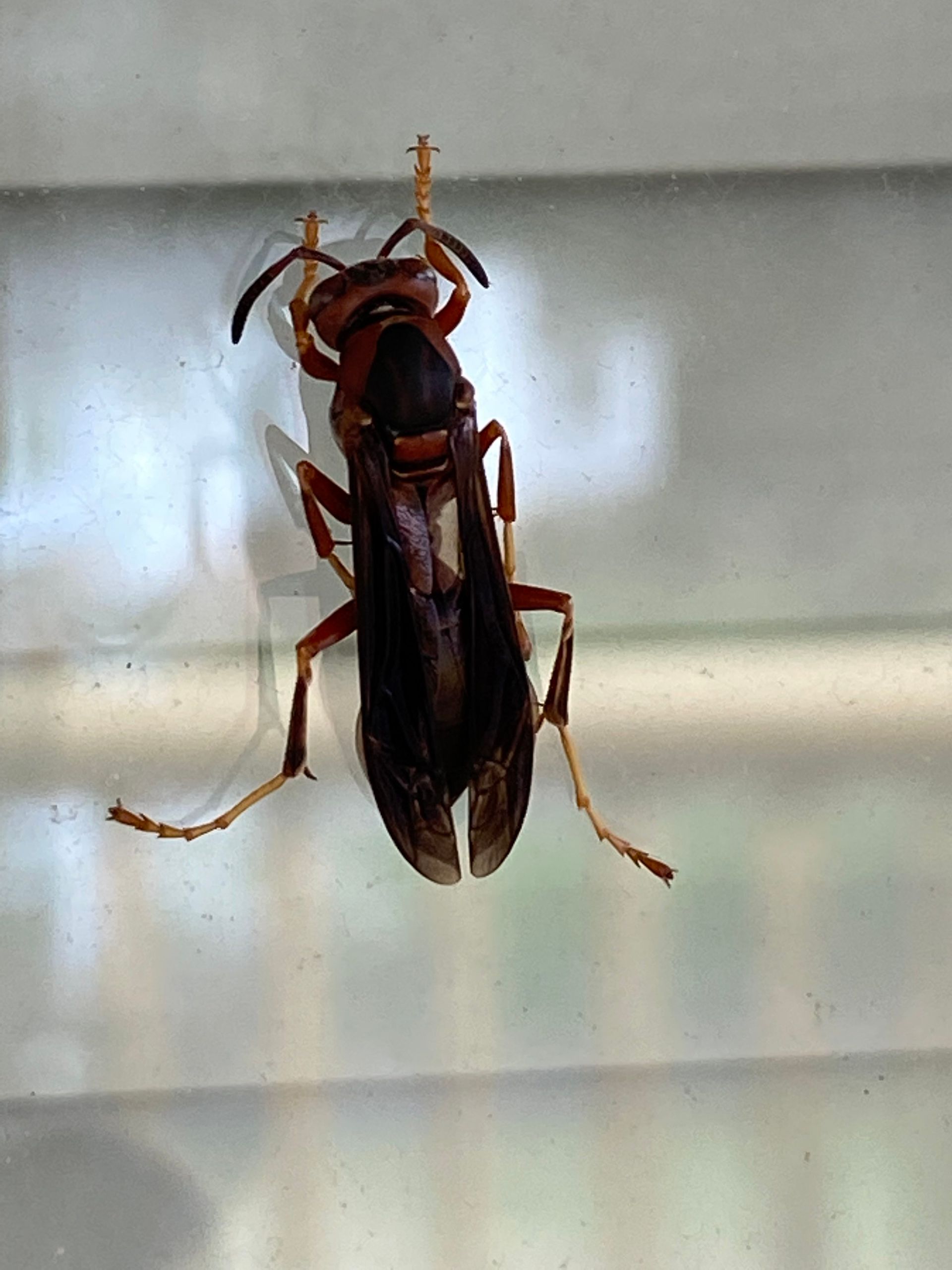 About Ray's Pest Control | Professional Pest Solutions