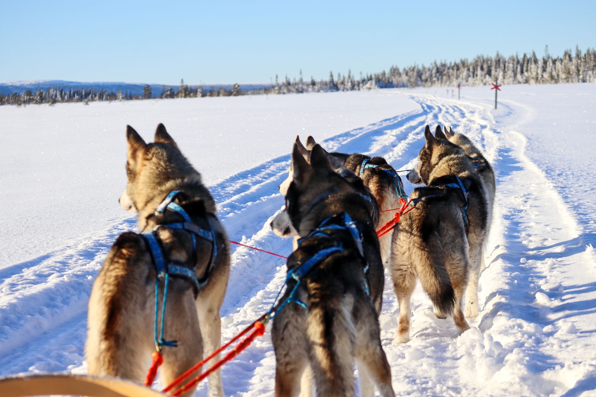 Husky Reizen | Dutch Husky Experience | Nederland