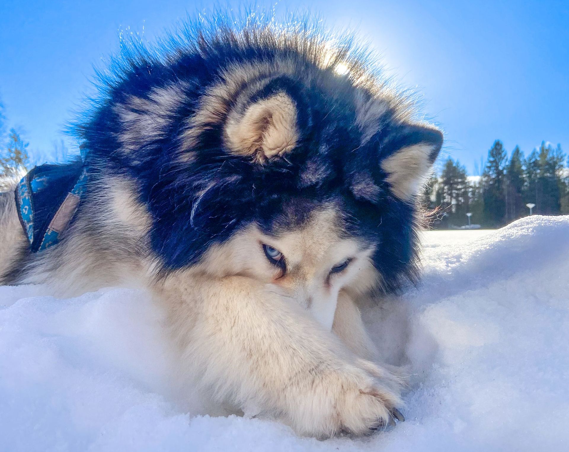 Husky Reizen | Dutch Husky Experience | Nederland