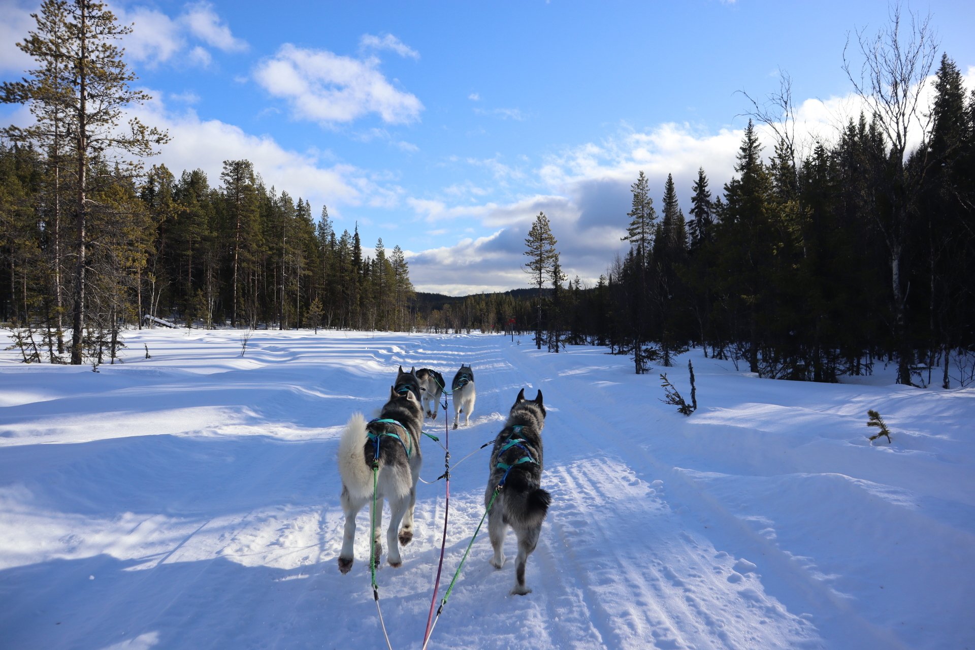 De nummer één husky beleving van Nederland en Lapland