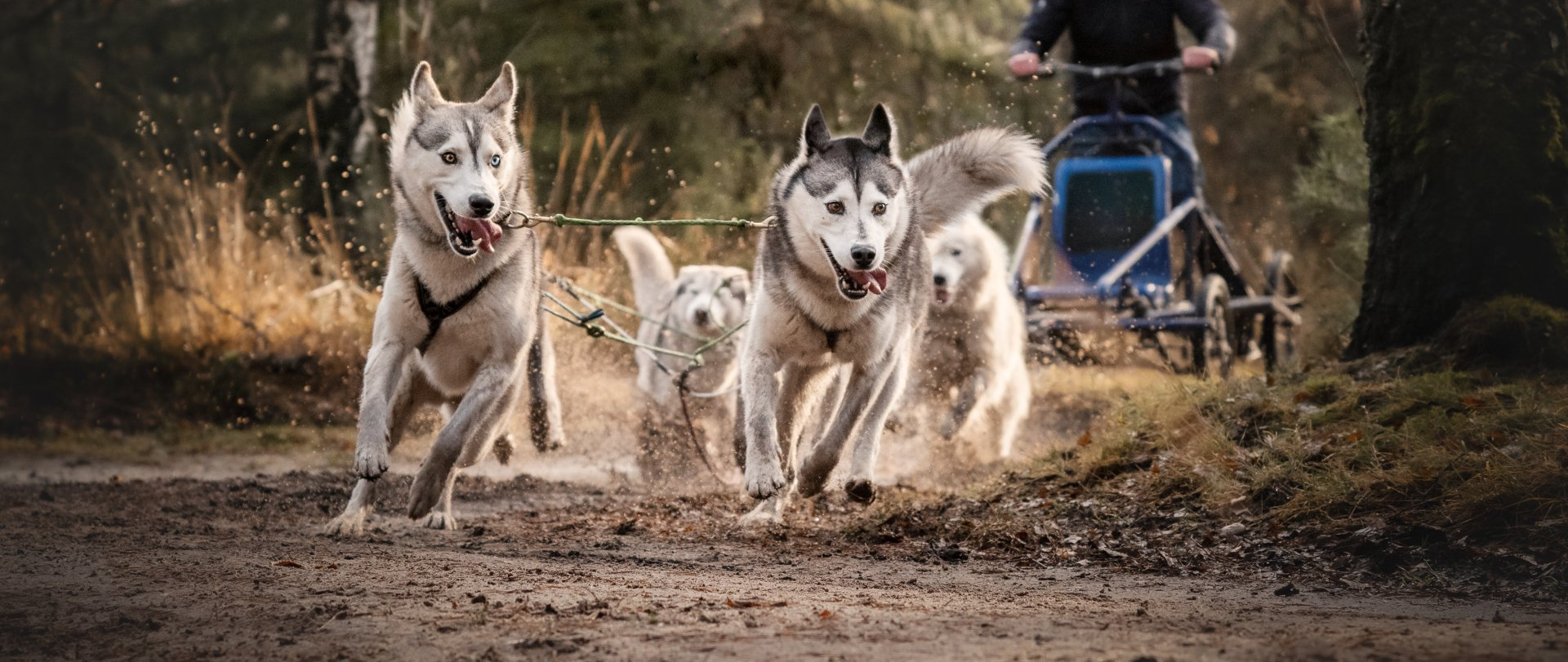 Husky Reizen | Dutch Husky Experience | Nederland