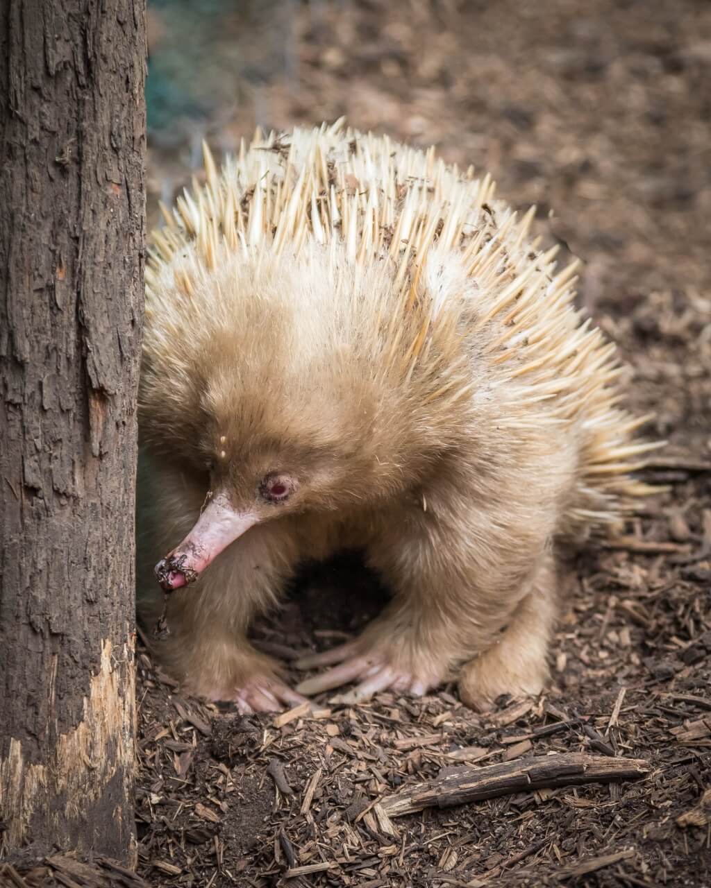Marine & Wildlife on the Sapphire Coast, New South Wales