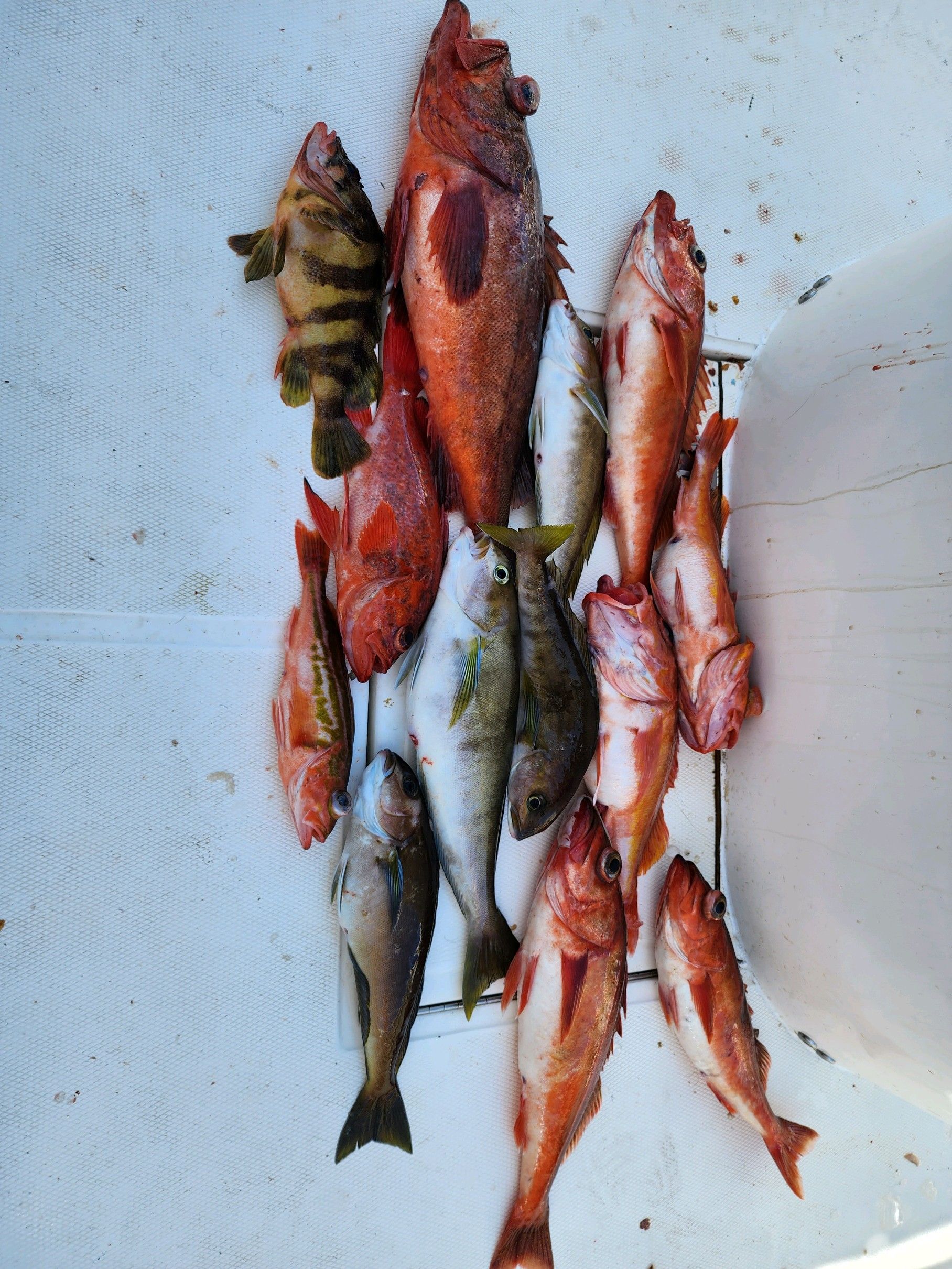 Inshore Fishing Charters in the San Diego, CA Area