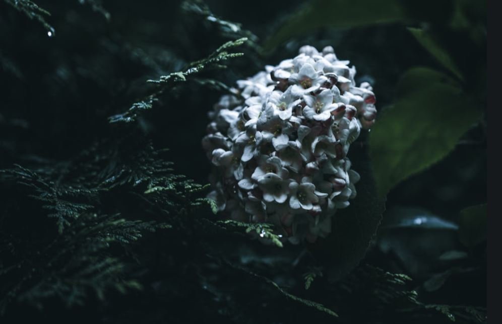 What Does a Mormon Funeral Service Include? - Kearns, UT