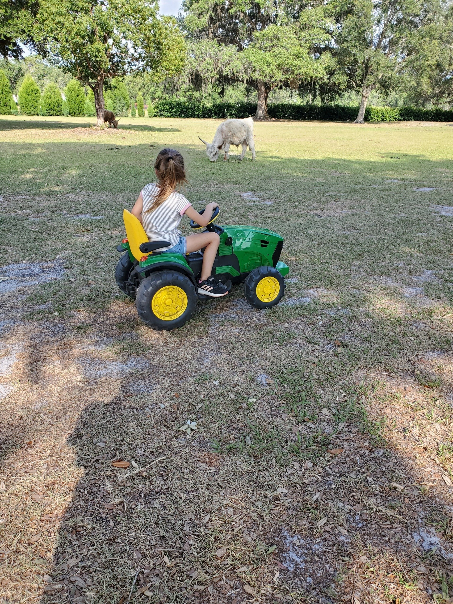 Gallery | Darby Farms | Dade City, Florida