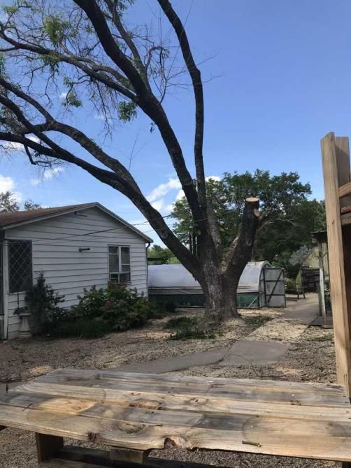 Master Tree Service | Expert Tree Services in Waco, TX