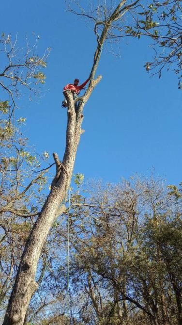 Master Tree Service | Expert Tree Services in Waco, TX