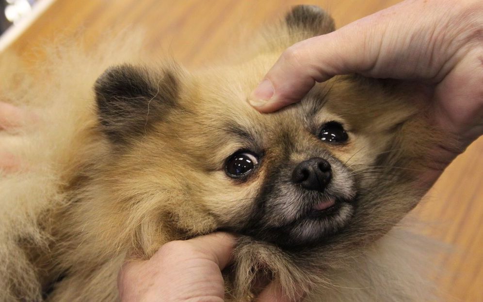 What is Open Fontanelle?