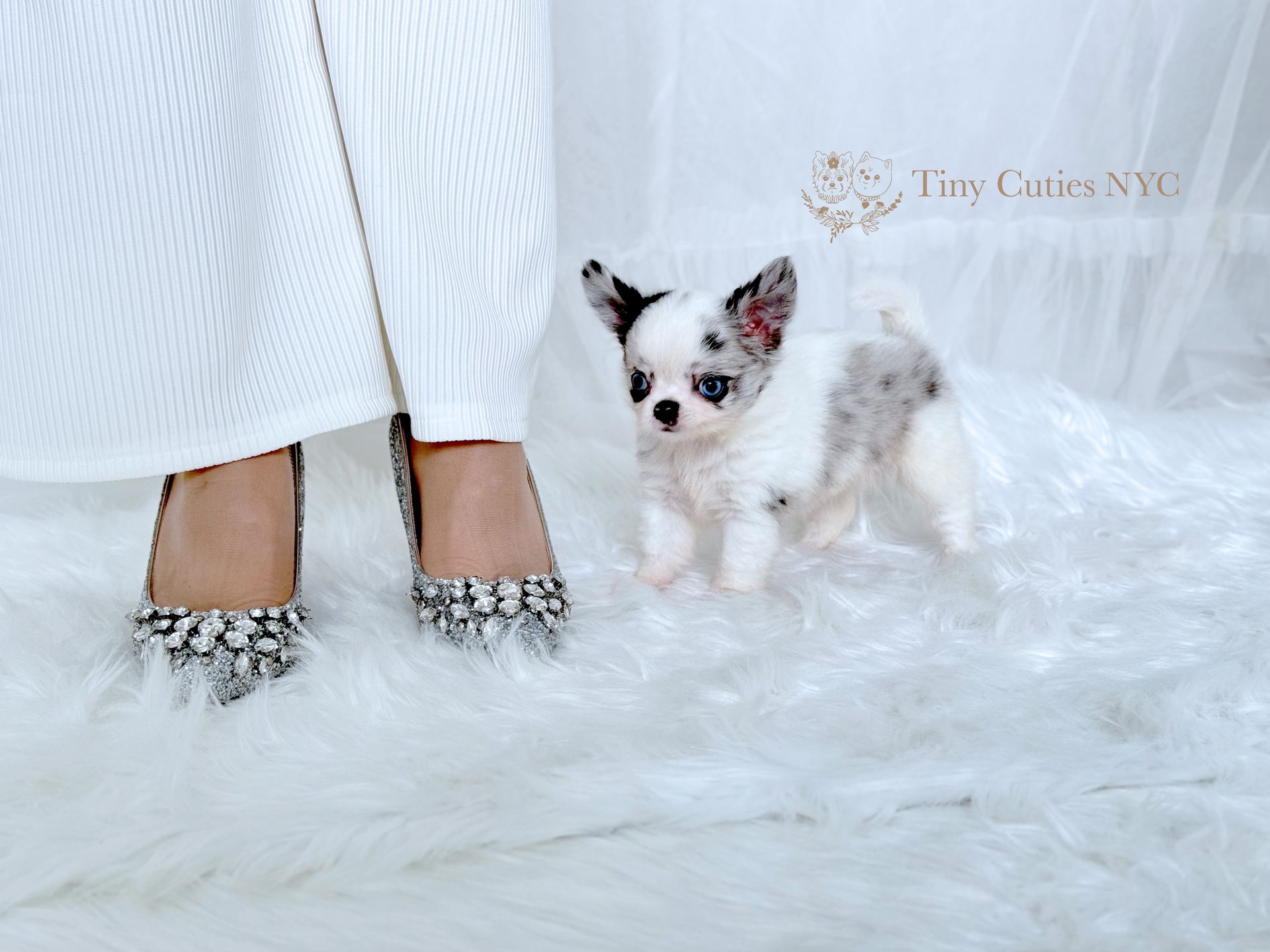 Teacup/Micro Teacup Chihuahua | Astoria, NY | Tiny Cuties NYC