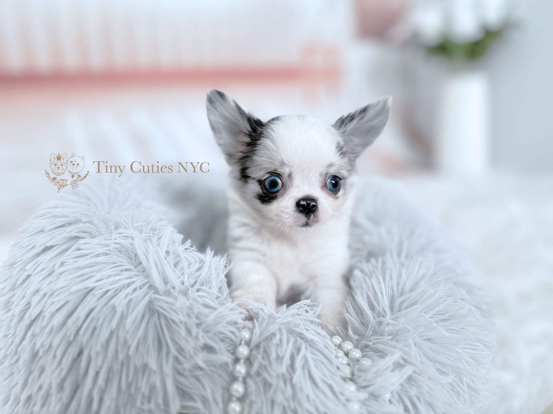Teacup/Micro Teacup Chihuahua | Astoria, NY | Tiny Cuties NYC