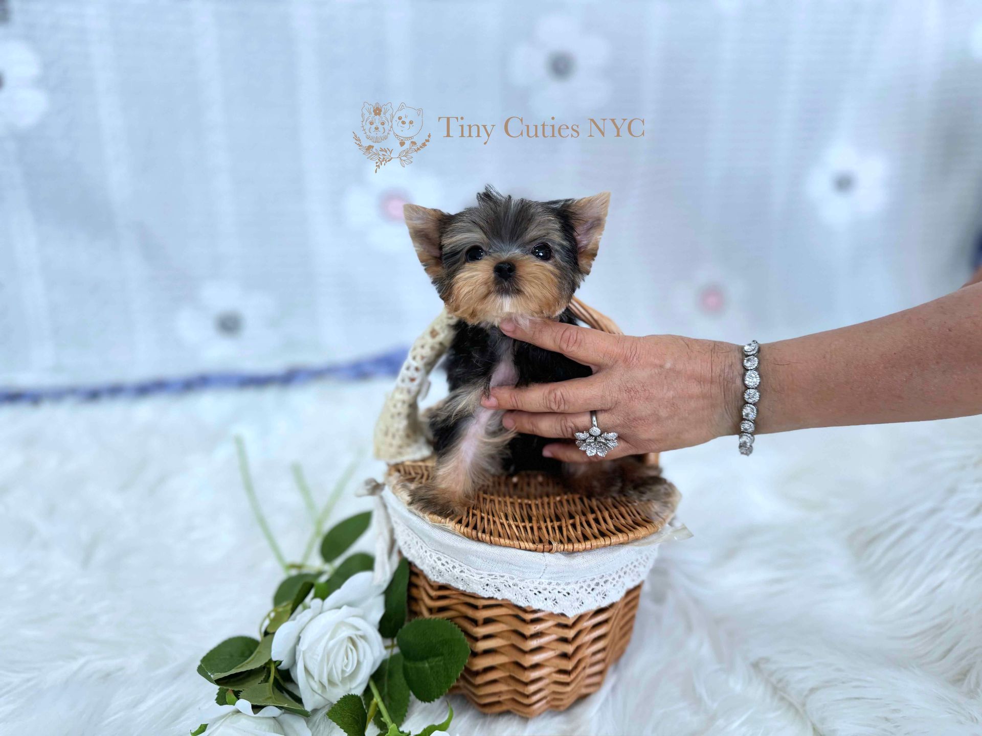 Teacup/Micro Teacup Yorkies | Astoria, NY | Tiny Cuties NYC