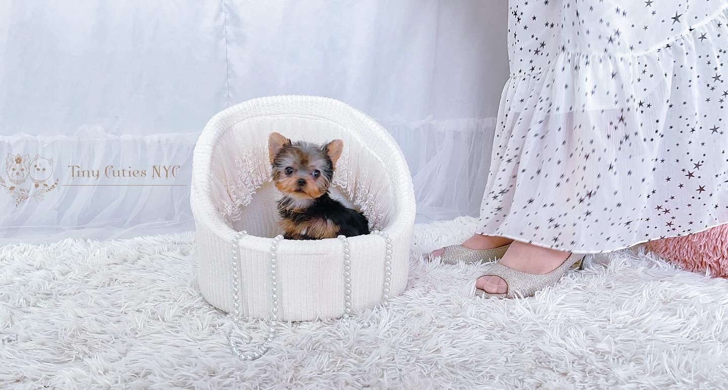 Teacup/Micro Teacup Yorkies | Astoria, NY | Tiny Cuties NYC