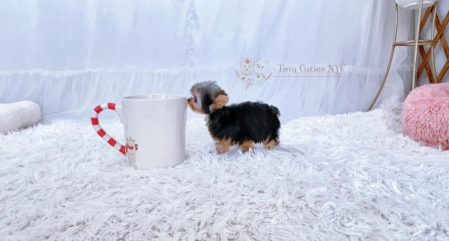 Teacup/Micro Teacup Yorkies | Astoria, NY | Tiny Cuties NYC