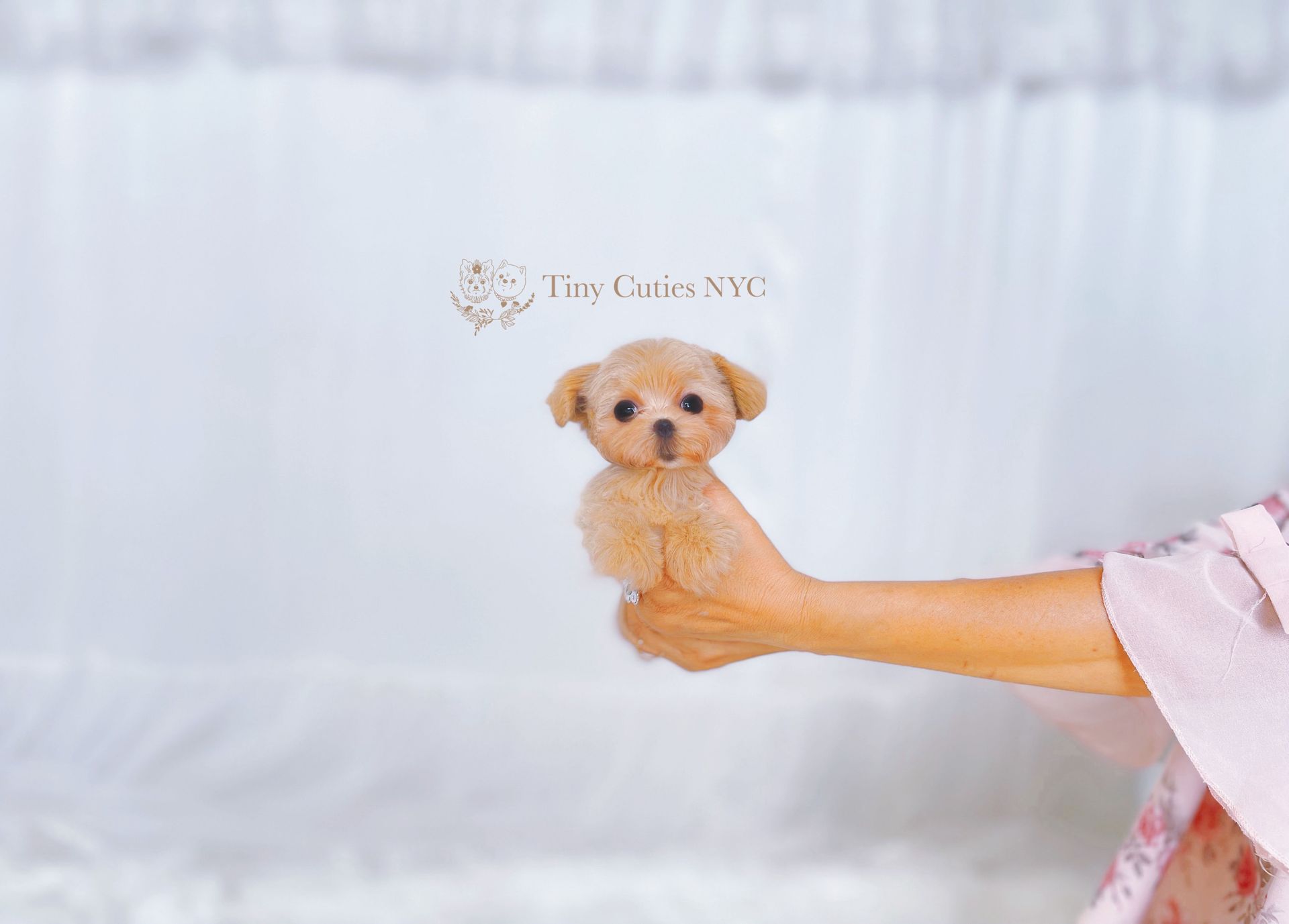 Teacup/Micro Teacup Maltipoos | Astoria, NY | Tiny Cuties NYC