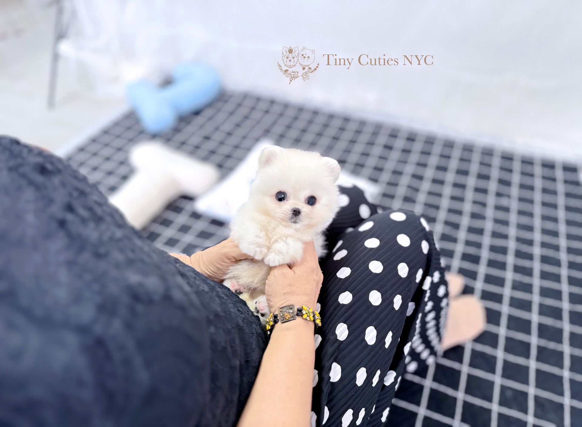 Teacup/Micro Teacup Pomeranian | Astoria, NY | Tiny Cuties NYC