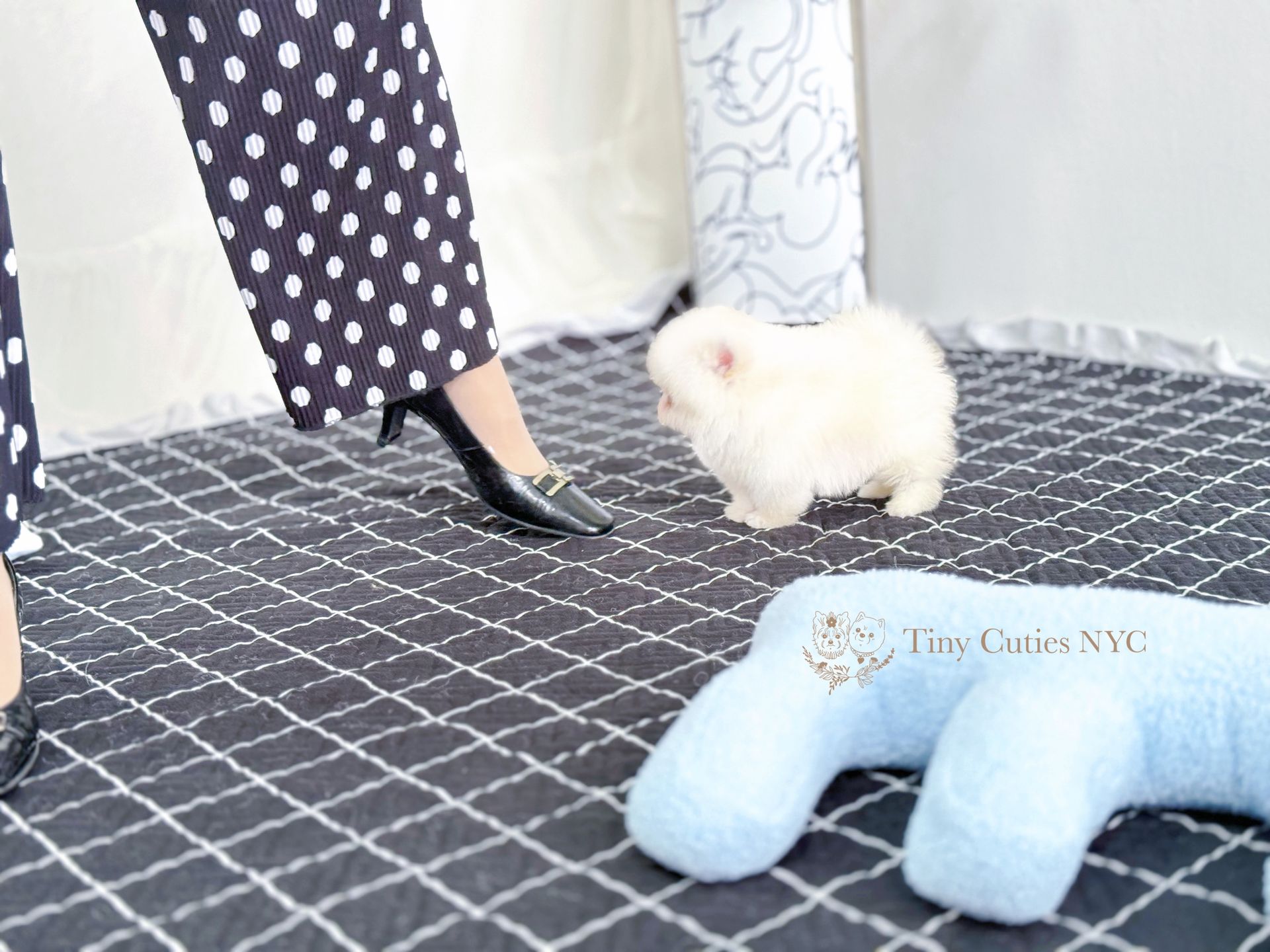 Teacup/Micro Teacup Pomeranian | Astoria, NY | Tiny Cuties NYC