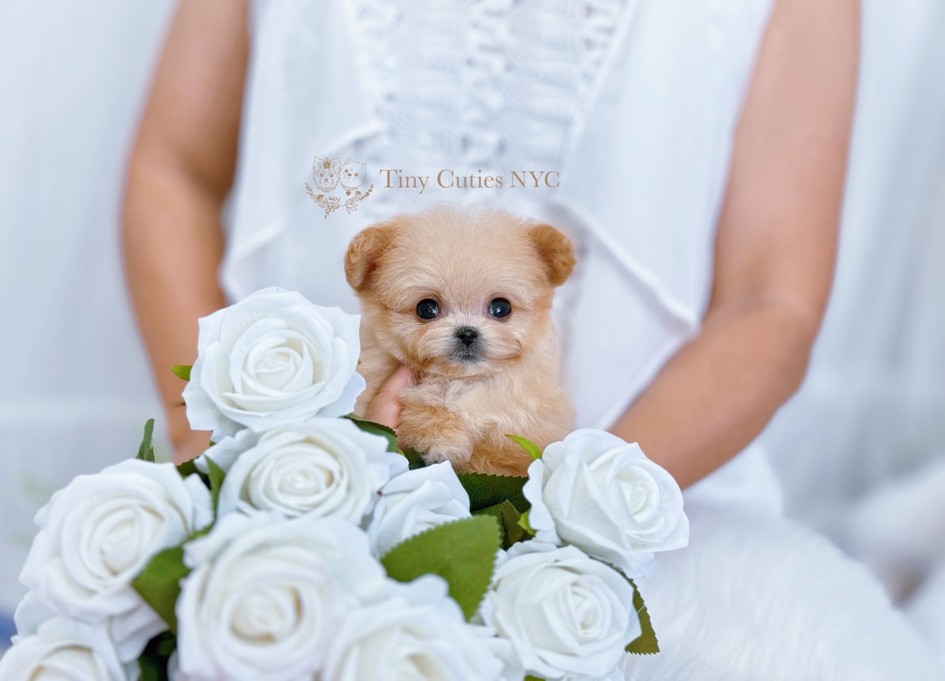 Teacup/Micro Teacup Maltipoos | Astoria, NY | Tiny Cuties NYC