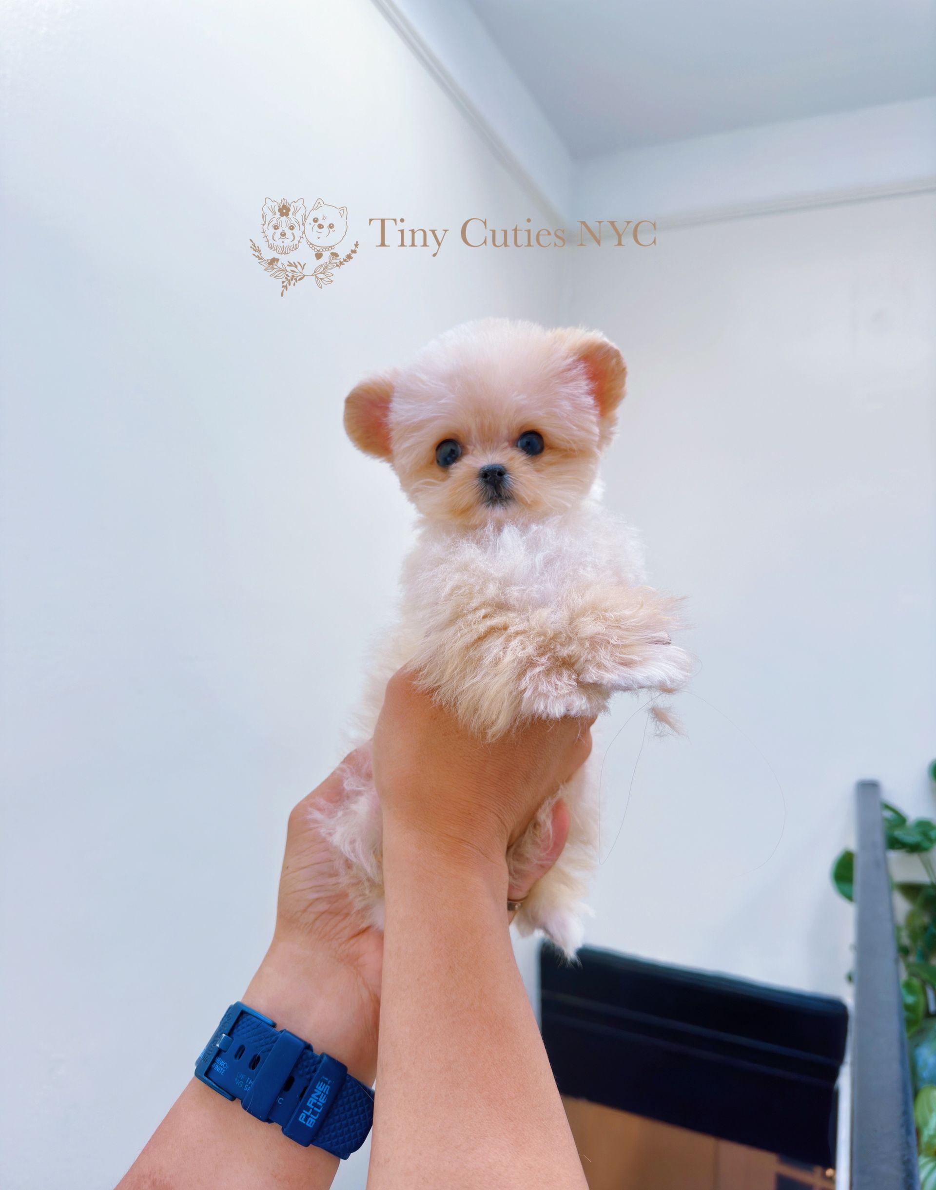 Teacup/Micro Teacup Maltipoos | Astoria, NY | Tiny Cuties NYC