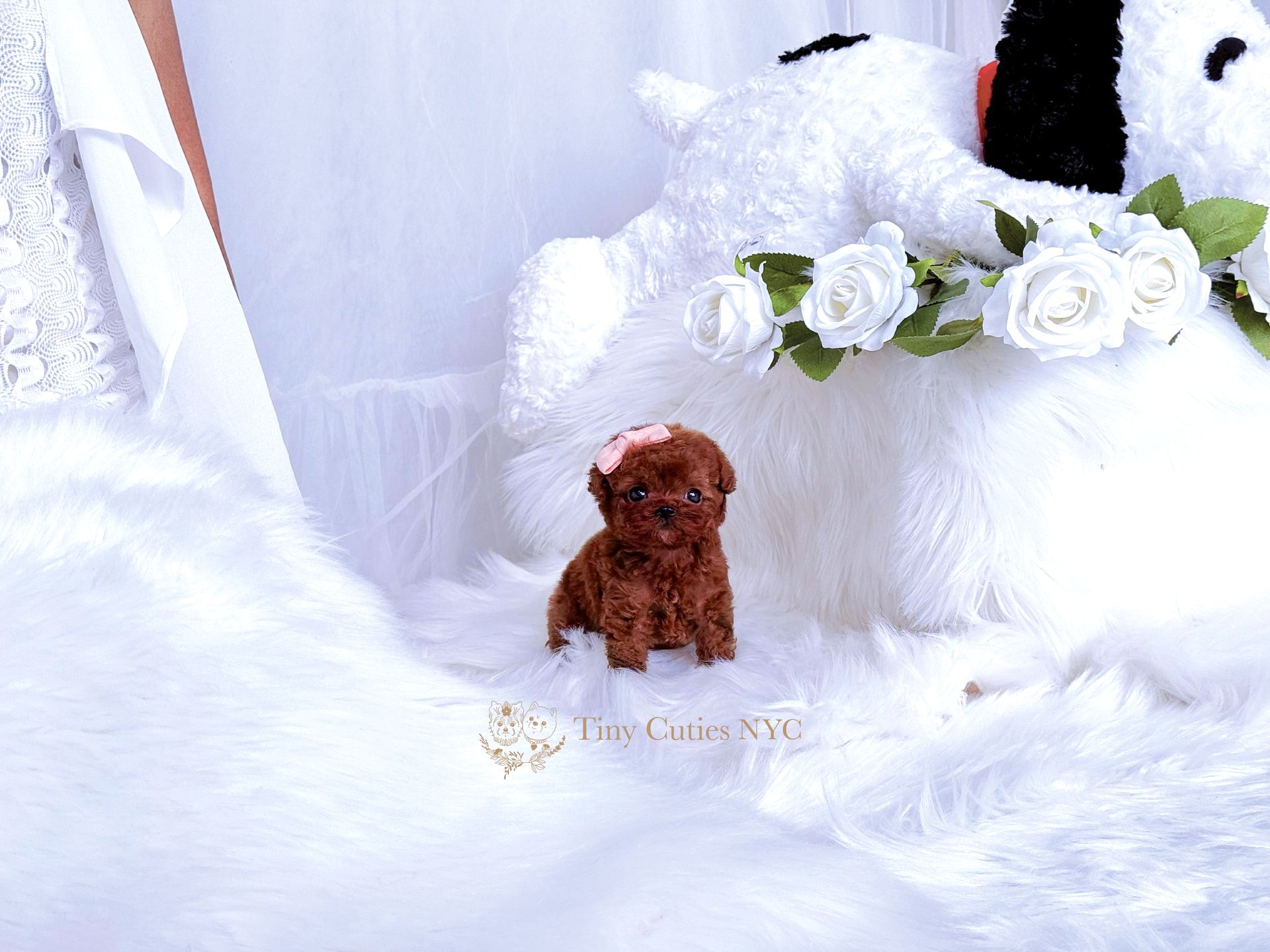 Teacup/Micro Teacup Poodle | Astoria, NY | Tiny Cuties NYC