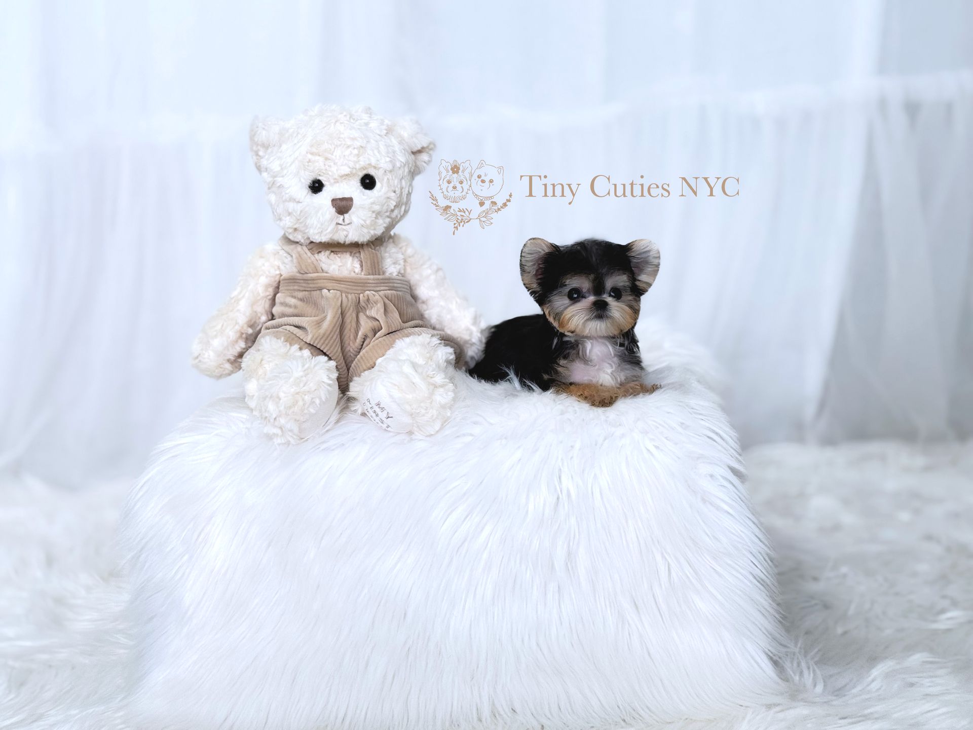 Teacup/Micro Teacup Yorkies | Astoria, NY | Tiny Cuties NYC