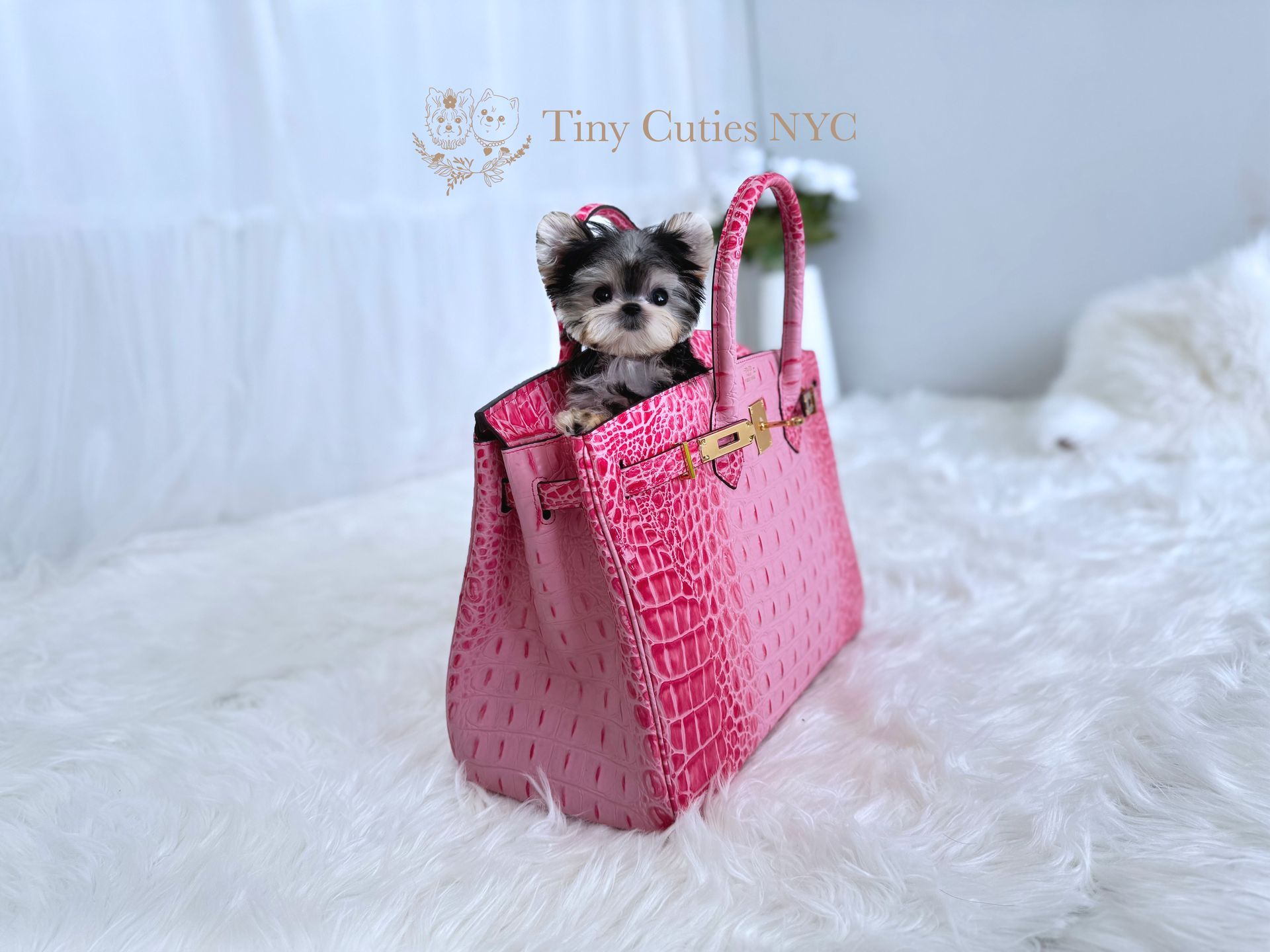 Teacup Puppies | Astoria, NY | Tiny Cuties NYC