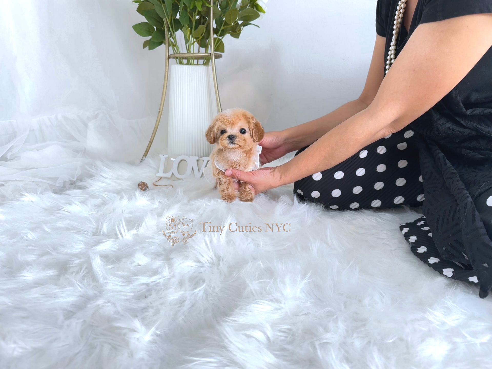 Teacup/Micro Teacup Maltipoos | Astoria, NY | Tiny Cuties NYC