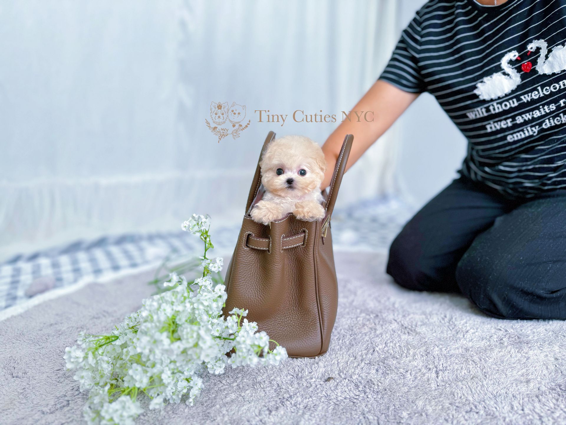 Teacup/Micro Teacup Poodle | Astoria, NY | Tiny Cuties NYC