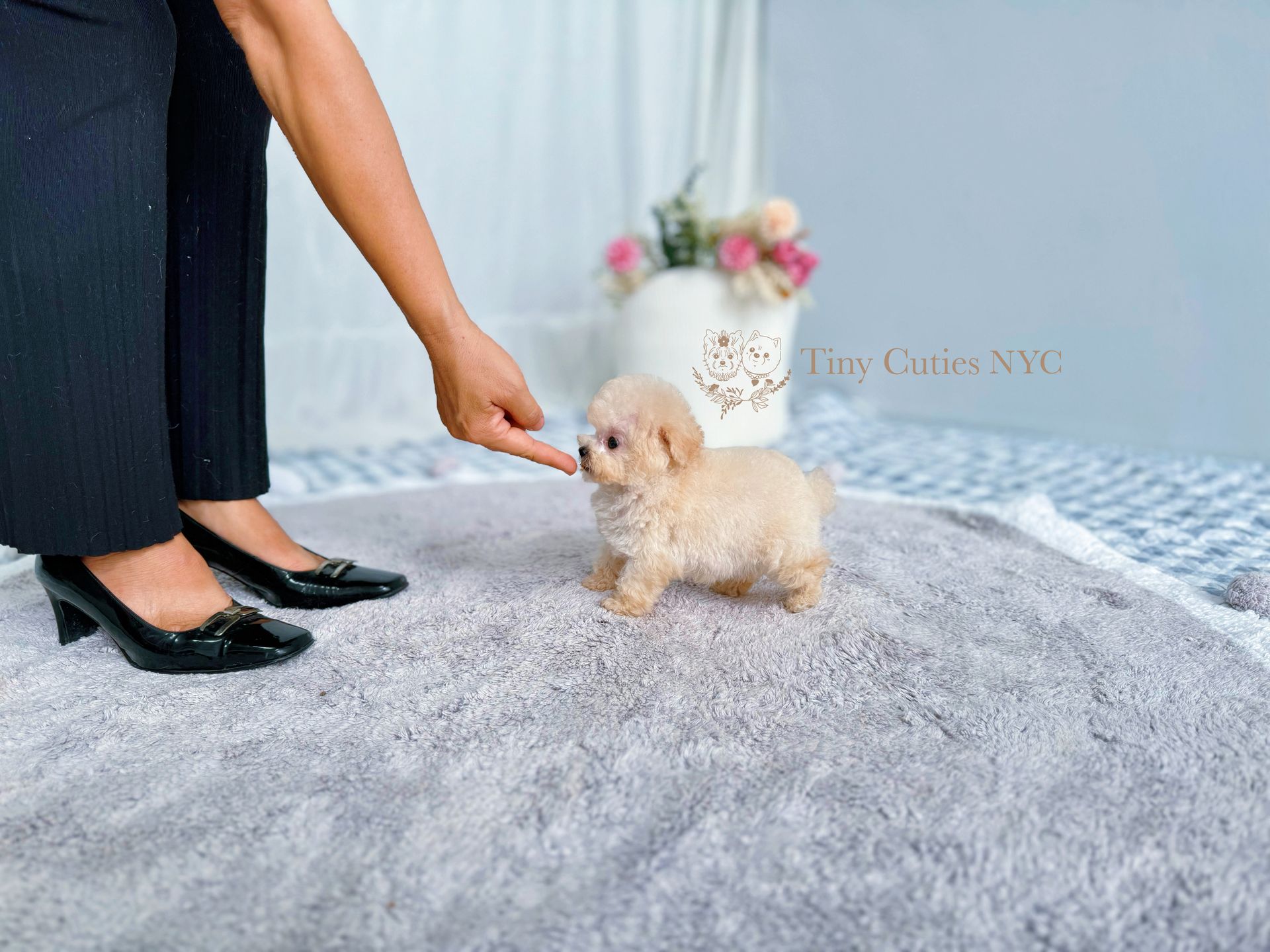 Teacup/Micro Teacup Poodle | Astoria, NY | Tiny Cuties NYC