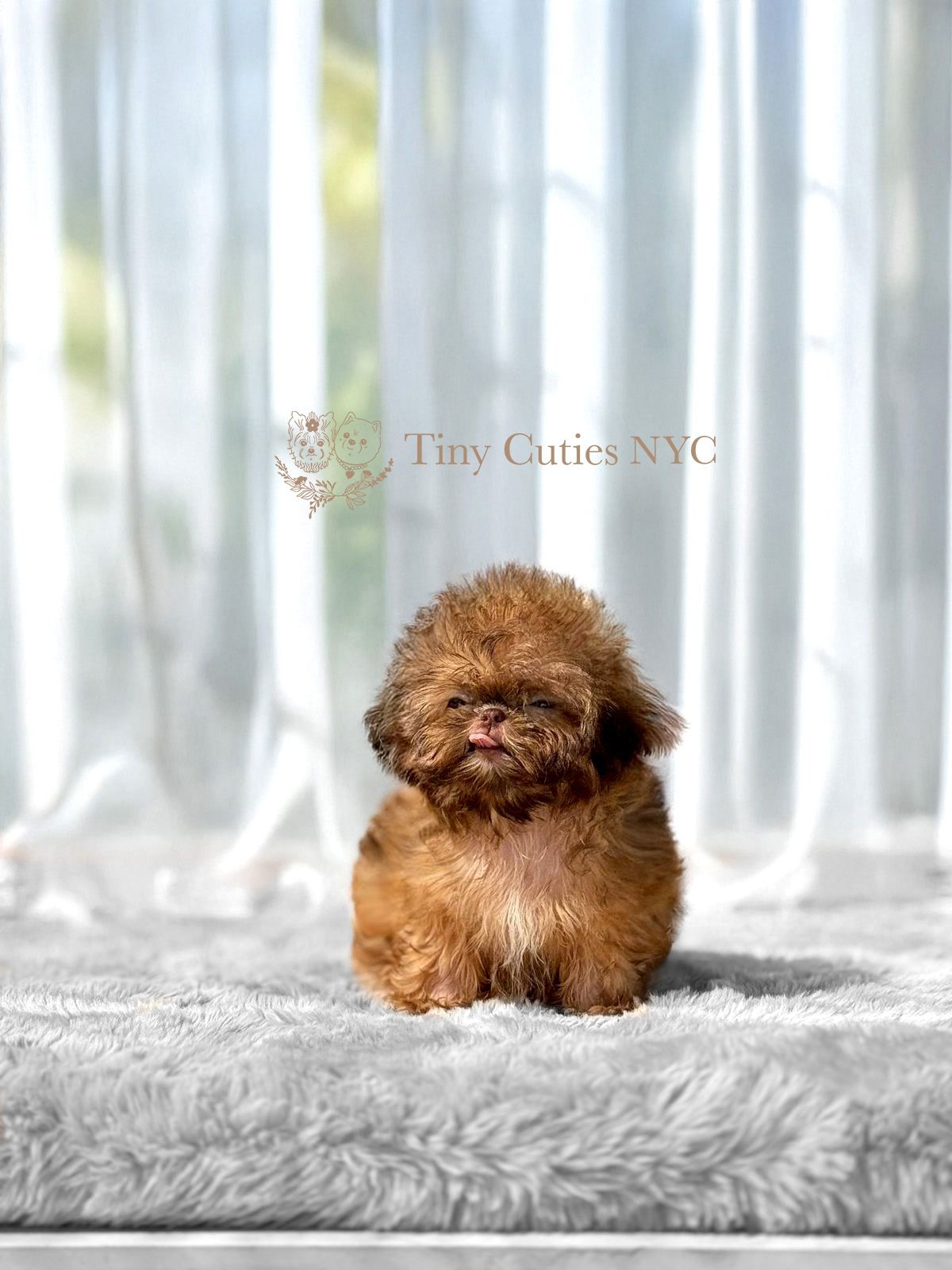 Teacup Puppies | Astoria, NY | Tiny Cuties NYC