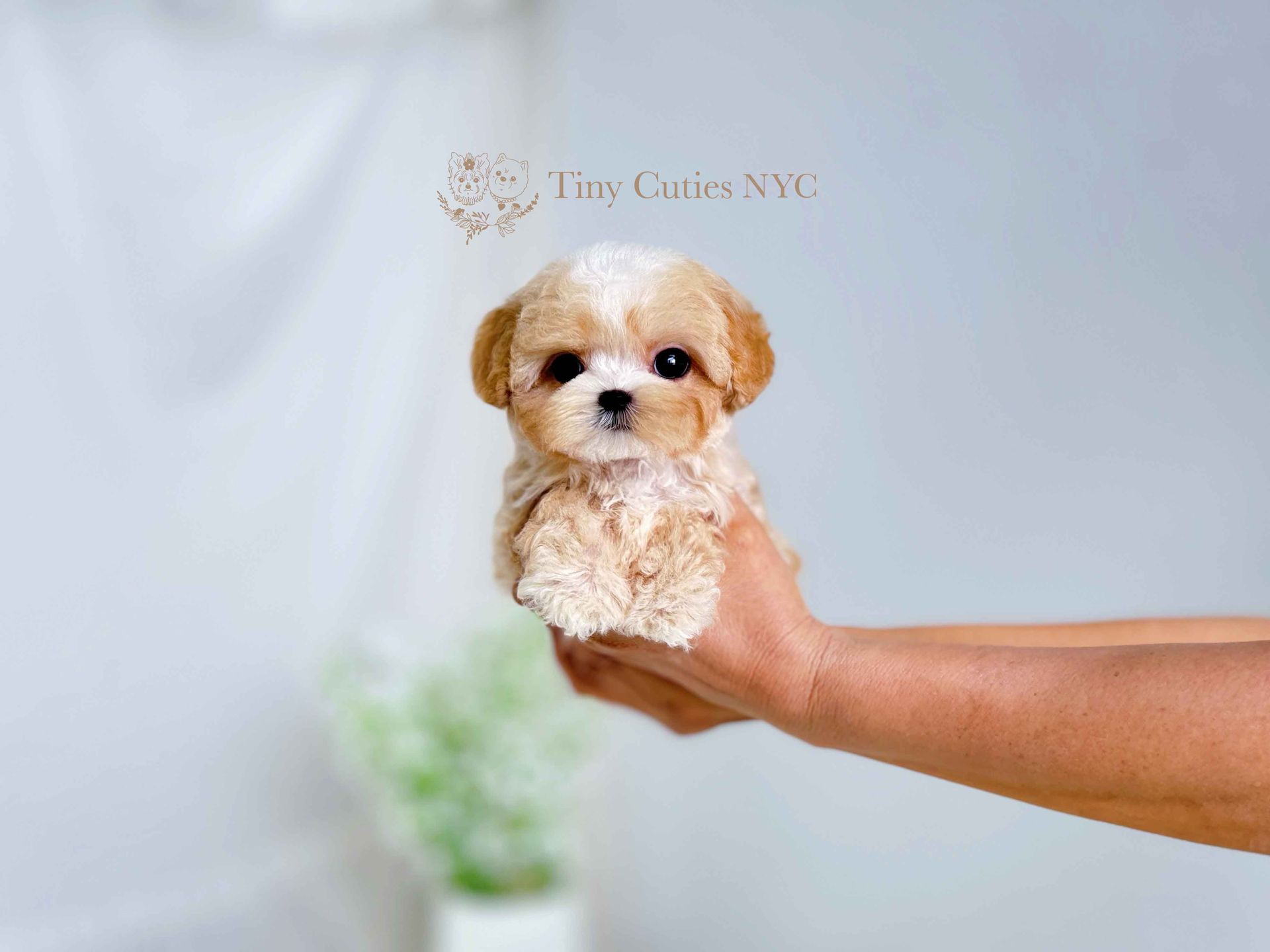 Teacup/Micro Teacup Maltipoos | Astoria, NY | Tiny Cuties NYC
