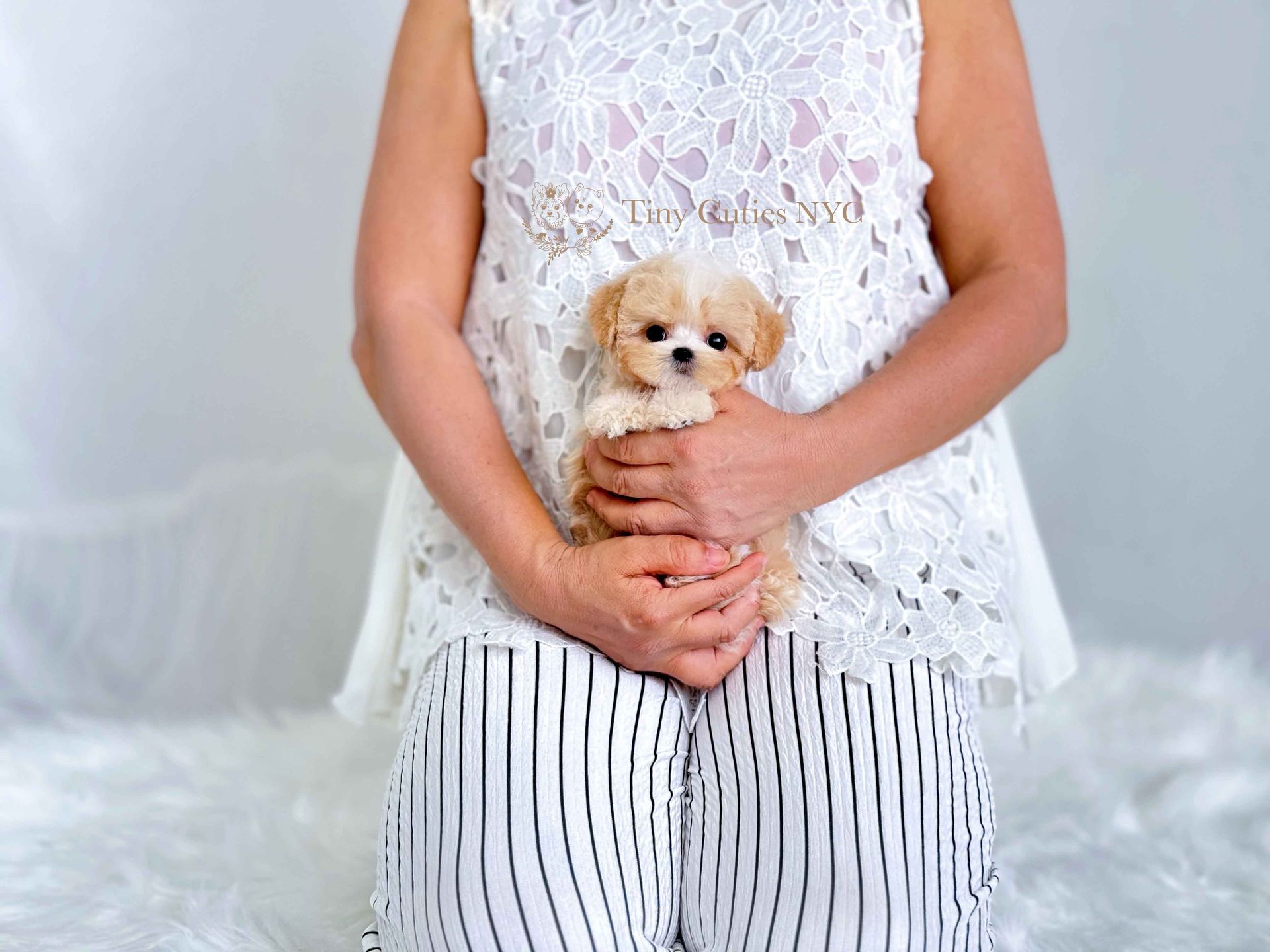 Teacup/Micro Teacup Maltipoos | Astoria, NY | Tiny Cuties NYC