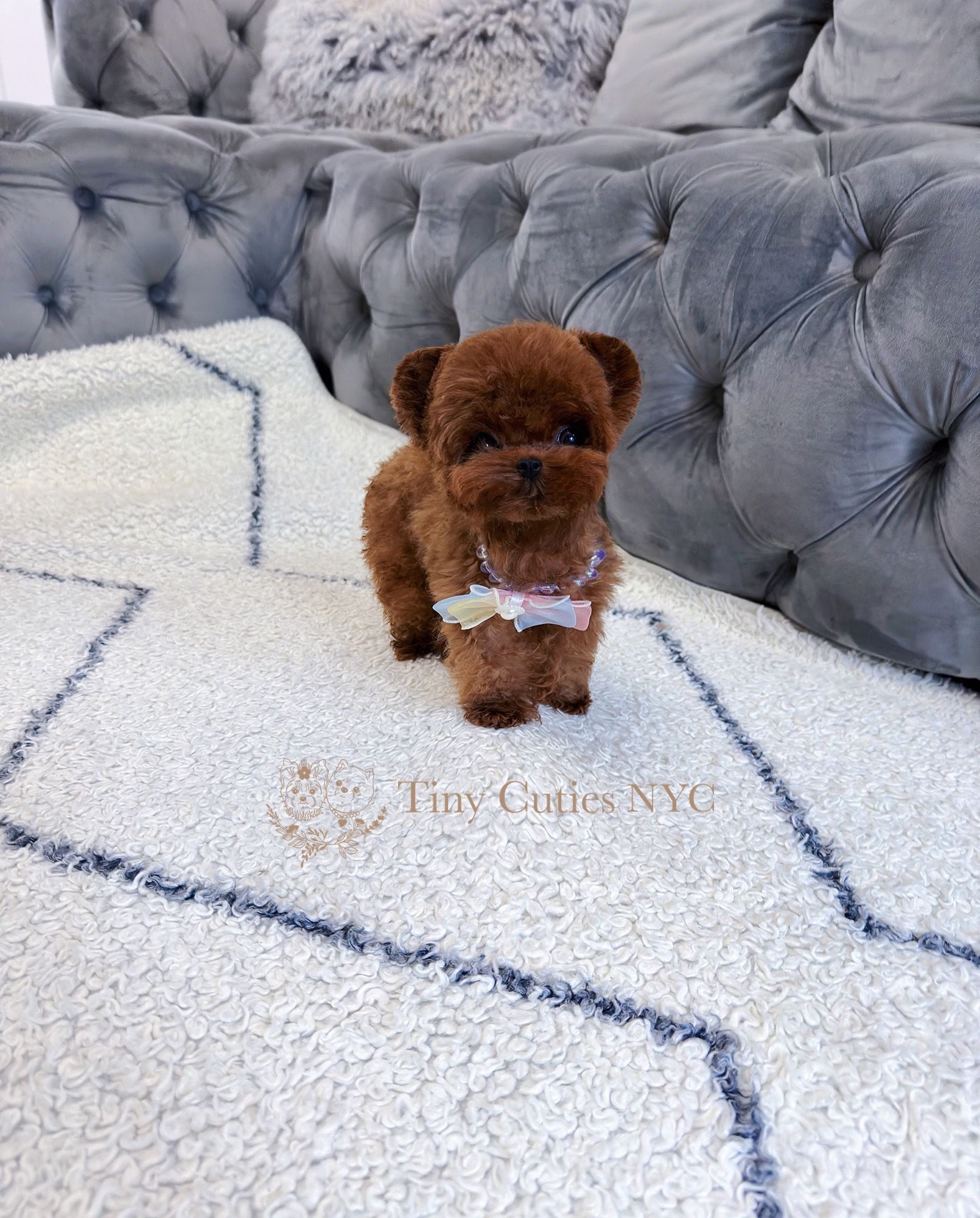 Teacup/Micro Teacup Poodle | Astoria, NY | Tiny Cuties NYC