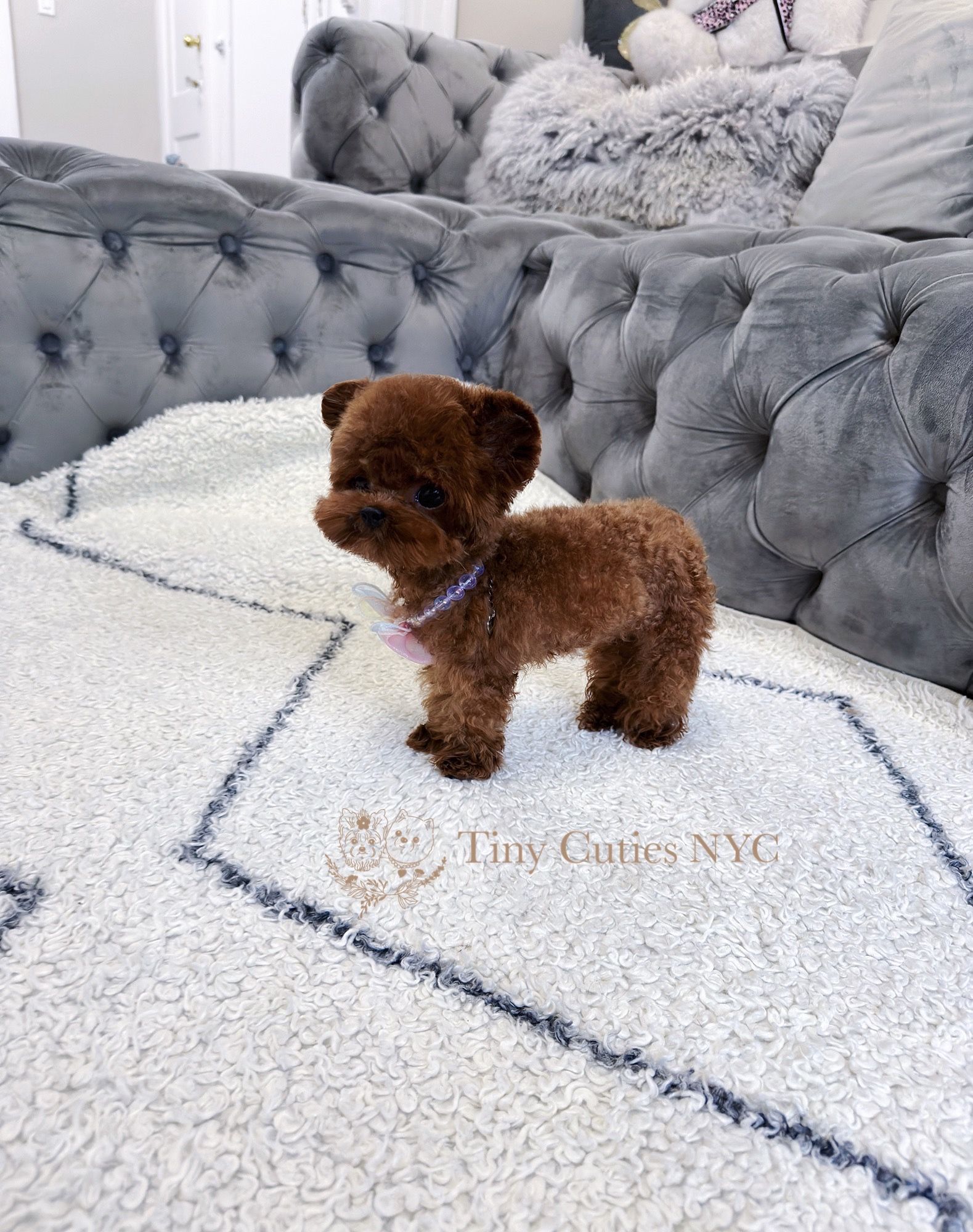 Teacup/Micro Teacup Poodle | Astoria, NY | Tiny Cuties NYC
