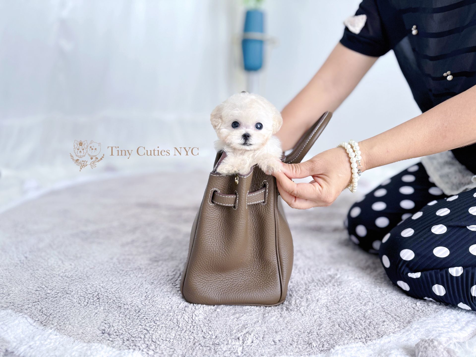 Teacup/Micro Teacup Poodle | Astoria, NY | Tiny Cuties NYC