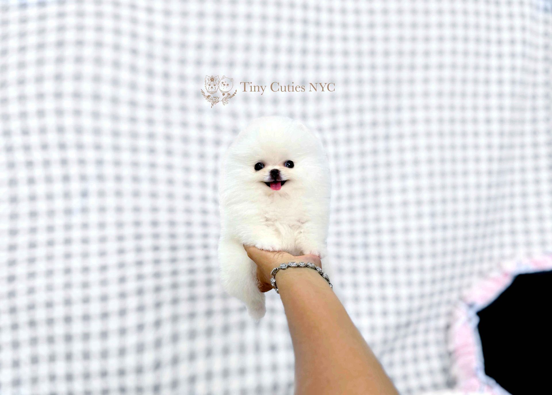 Teacup/Micro Teacup Pomeranian | Astoria, NY | Tiny Cuties NYC