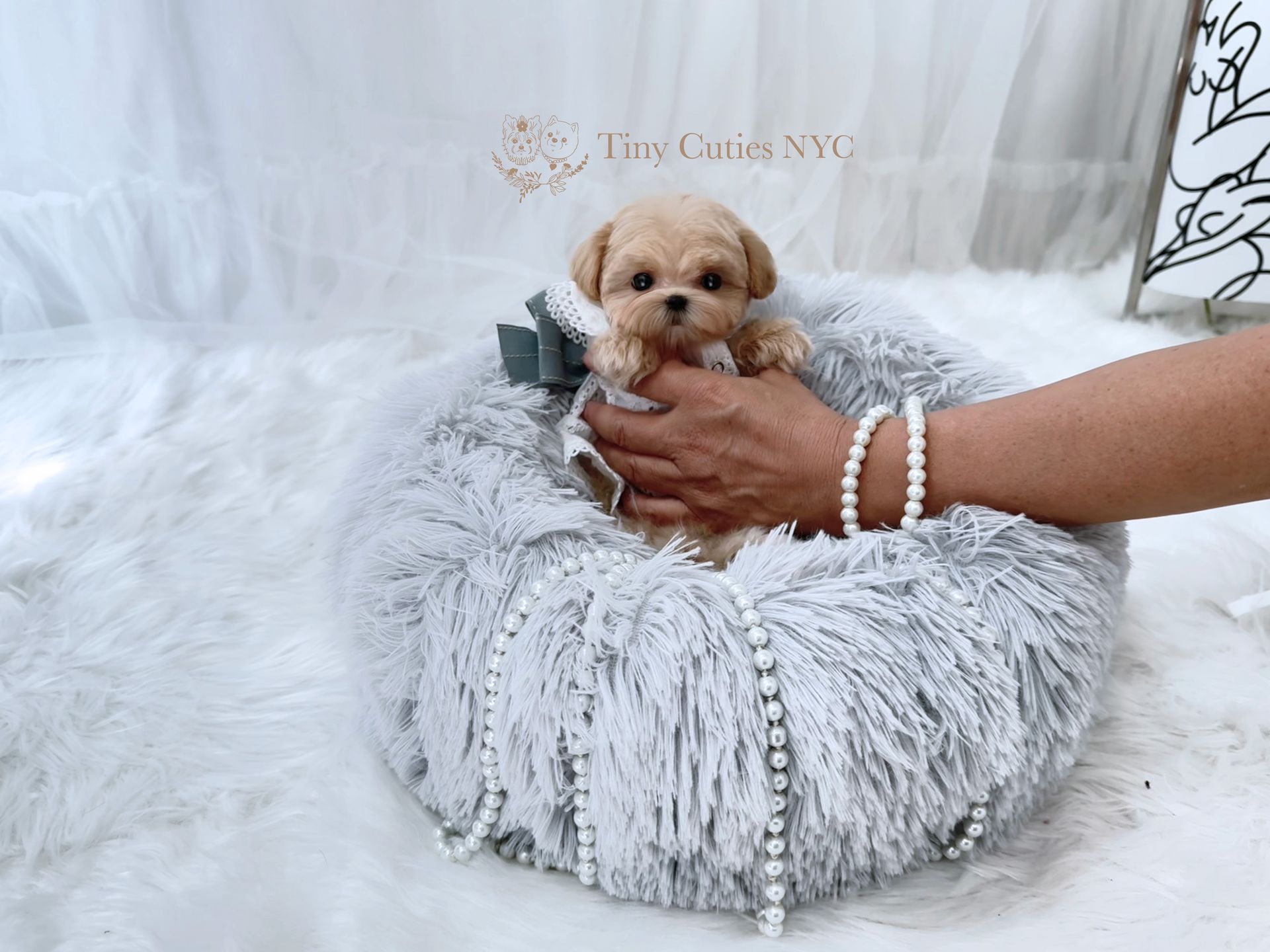 Teacup/Micro Teacup Maltipoos | Astoria, NY | Tiny Cuties NYC