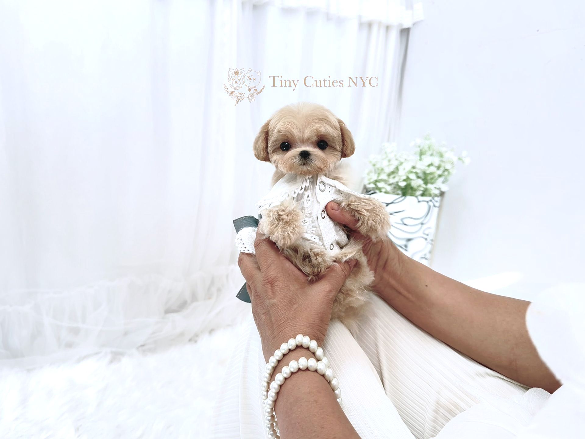 Teacup/Micro Teacup Maltipoos | Astoria, NY | Tiny Cuties NYC