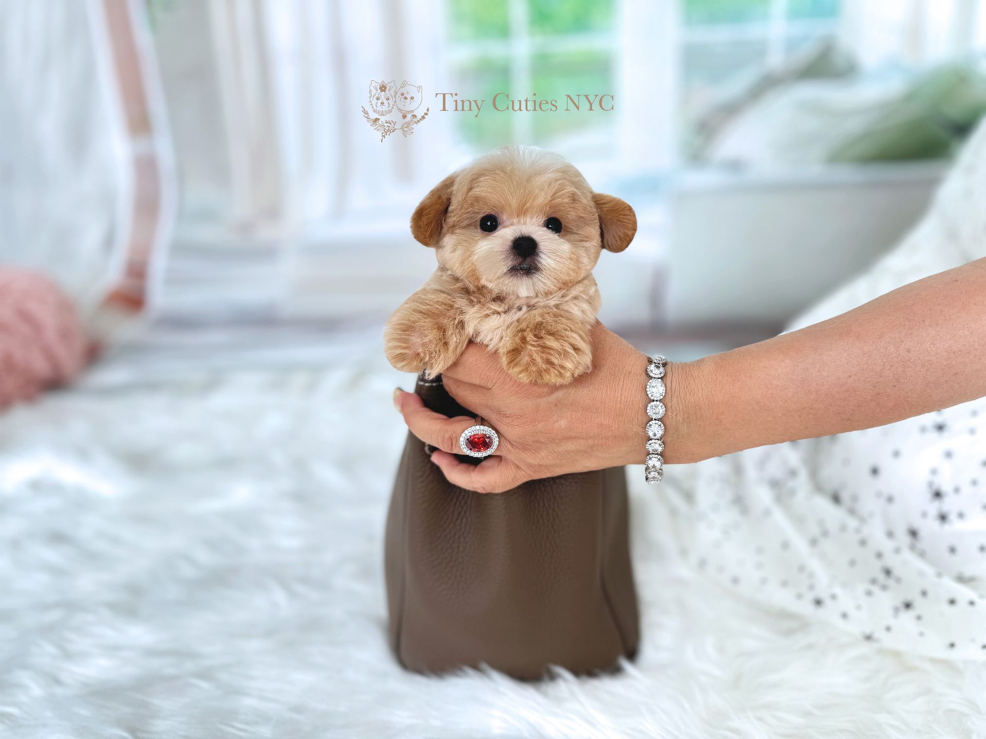 Teacup/Micro Teacup Maltipoos | Astoria, NY | Tiny Cuties NYC