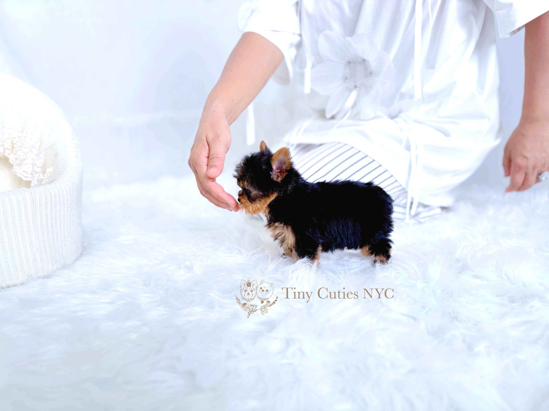 Teacup/Micro Teacup Yorkies | Astoria, NY | Tiny Cuties NYC
