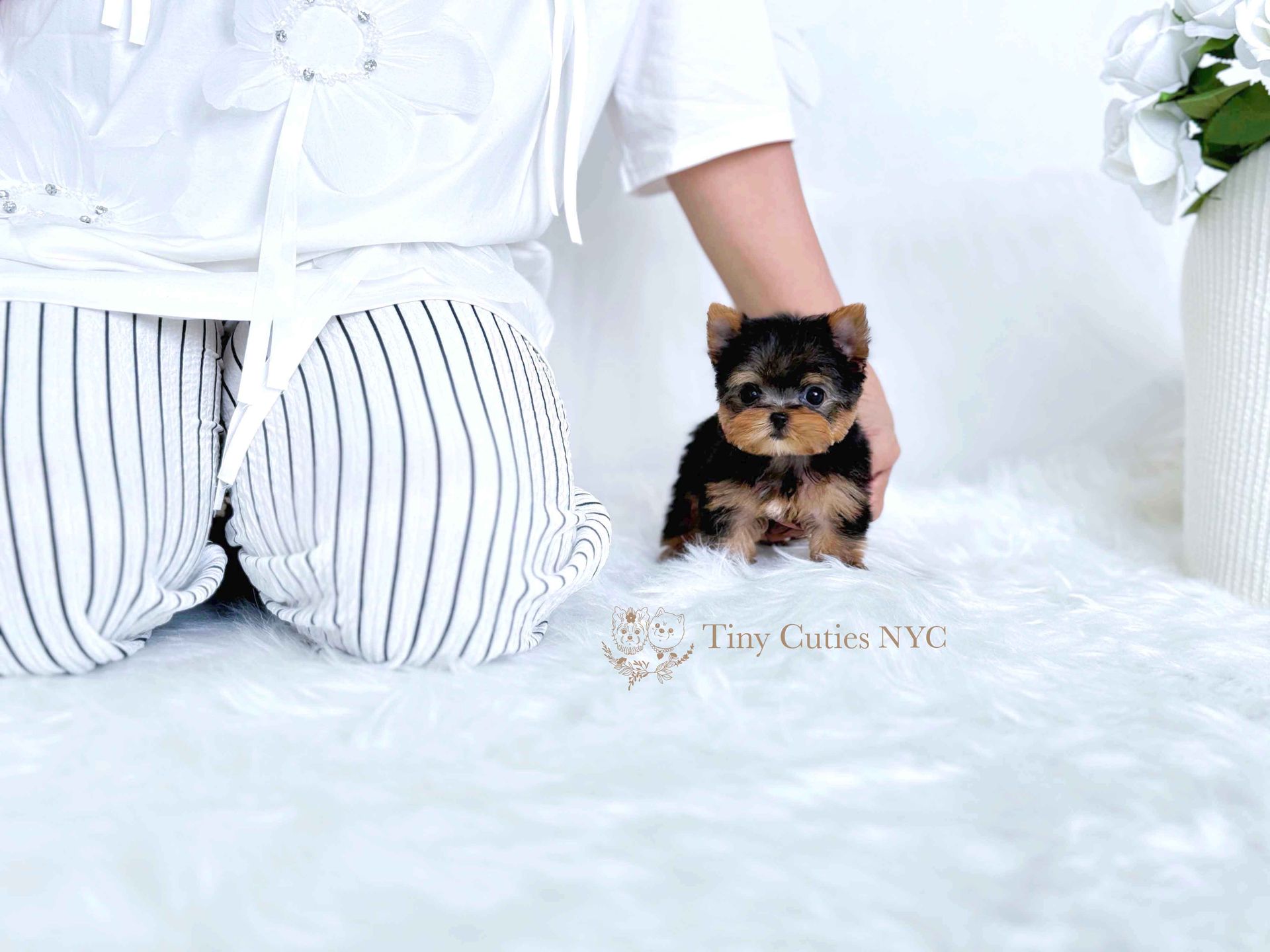Teacup/Micro Teacup Yorkies | Astoria, NY | Tiny Cuties NYC