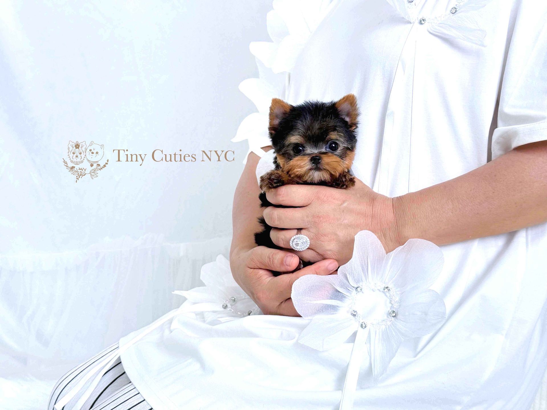 Teacup/Micro Teacup Yorkies | Astoria, NY | Tiny Cuties NYC