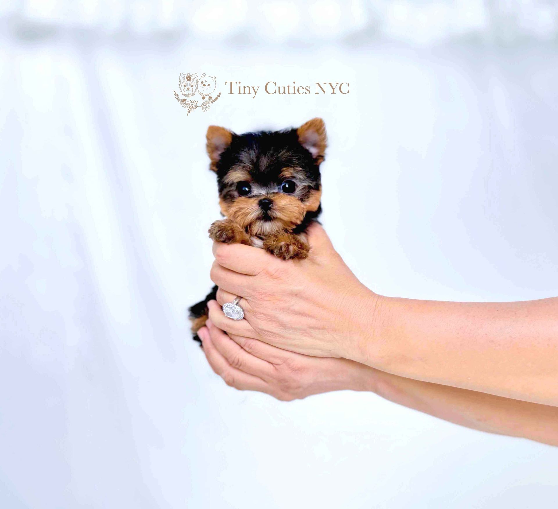 Teacup/Micro Teacup Yorkies | Astoria, NY | Tiny Cuties NYC