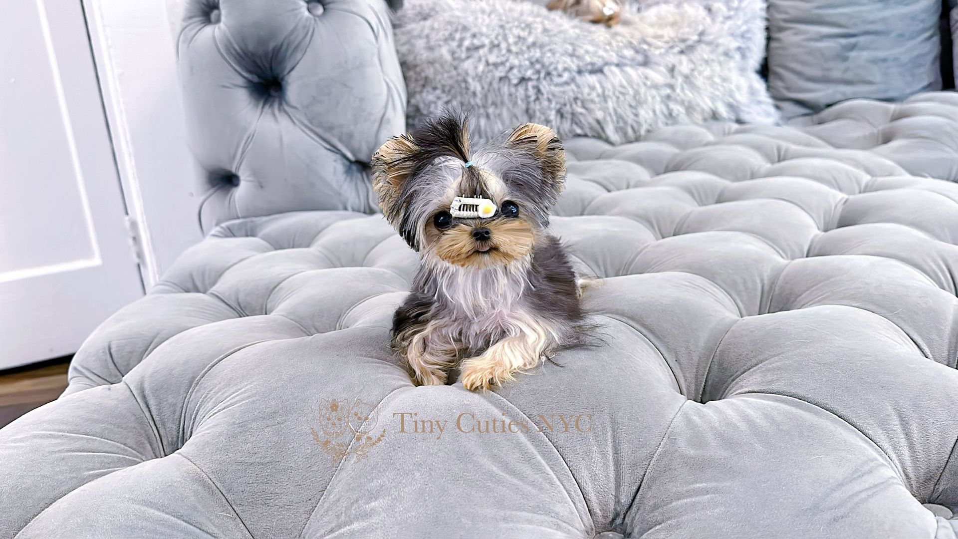 Teacup/Micro Teacup Yorkies | Astoria, NY | Tiny Cuties NYC