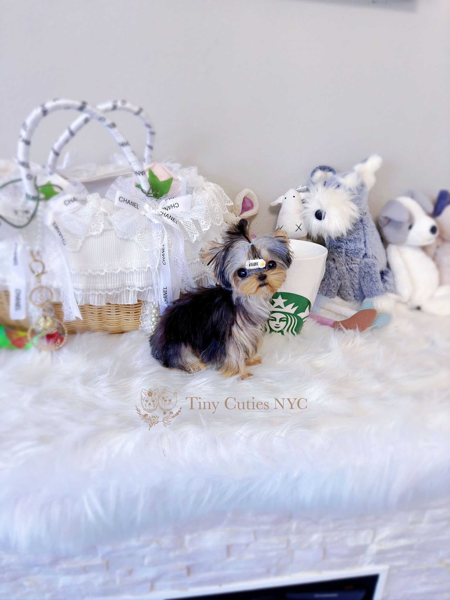 Teacup/Micro Teacup Yorkies | Astoria, NY | Tiny Cuties NYC