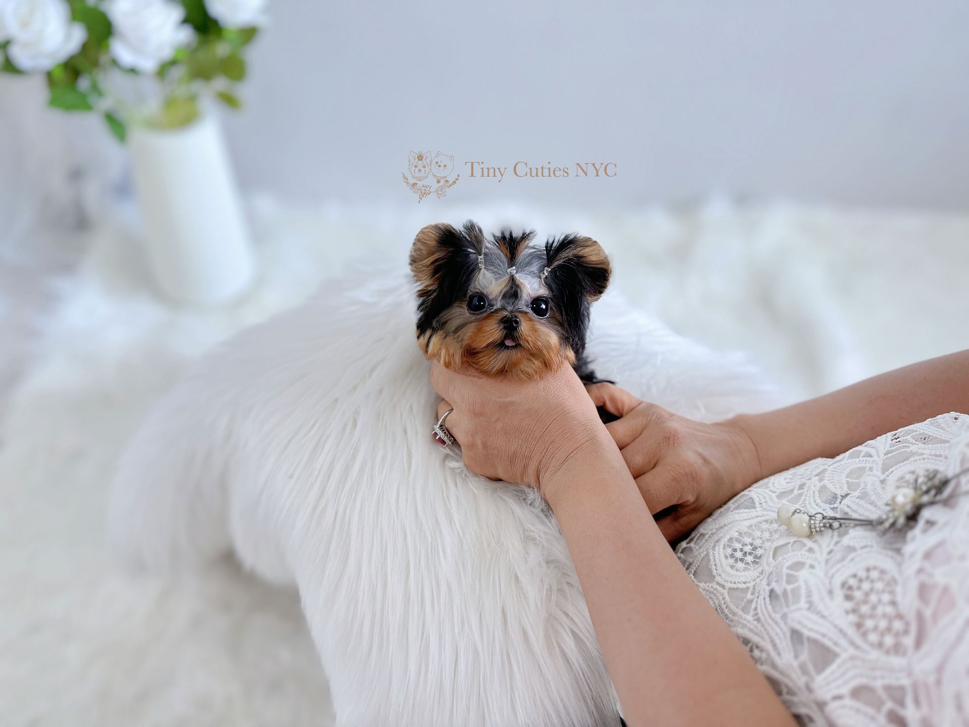 Teacup/Micro Teacup Yorkies | Astoria, NY | Tiny Cuties NYC